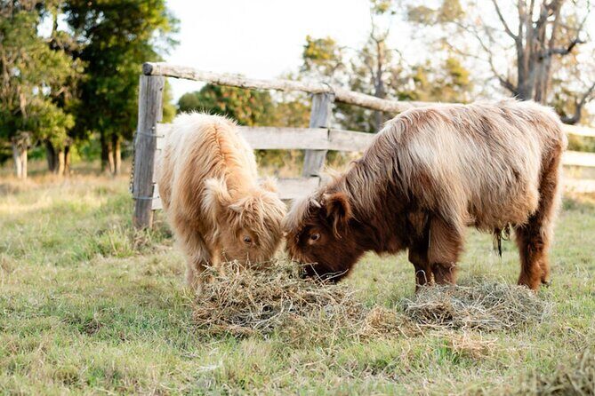 Morning Farm Experience near Gympie & Noosa - The Sum Up: Is This Tour Right for You?