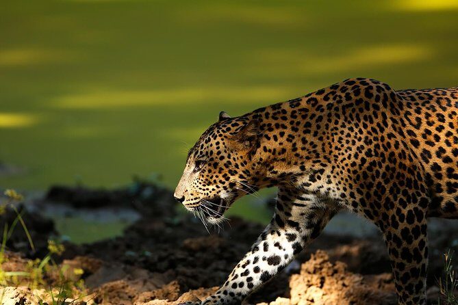 Morning game drive in Yala National Park - Overview and First Impressions