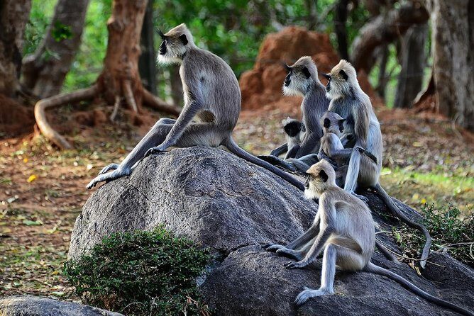 Morning game drive in Yala National Park - Practical Tips for a Great Safari