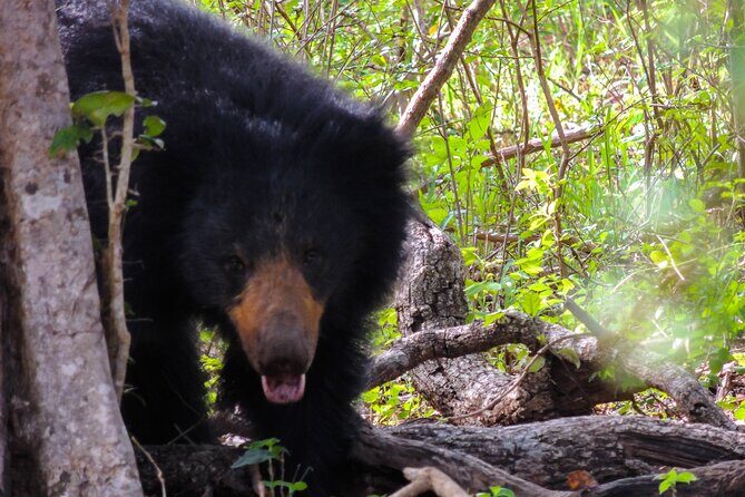 Morning Half-Day 7Hrs Safari Yala National Park - A Detailed Look at the Safari Experience