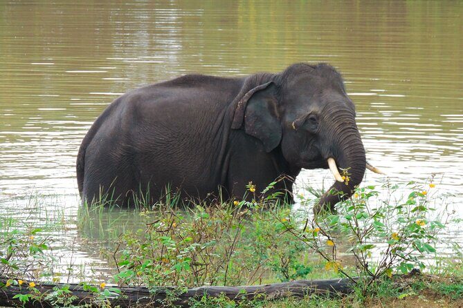 Morning Half-Day 7Hrs Safari Yala National Park - FAQ