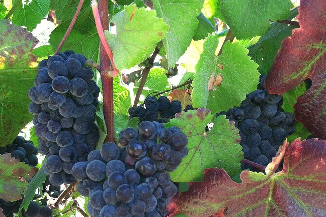 Morning Half Day Carmel Valley Wine Tasting Tour - Real Traveler Insights & Expectations