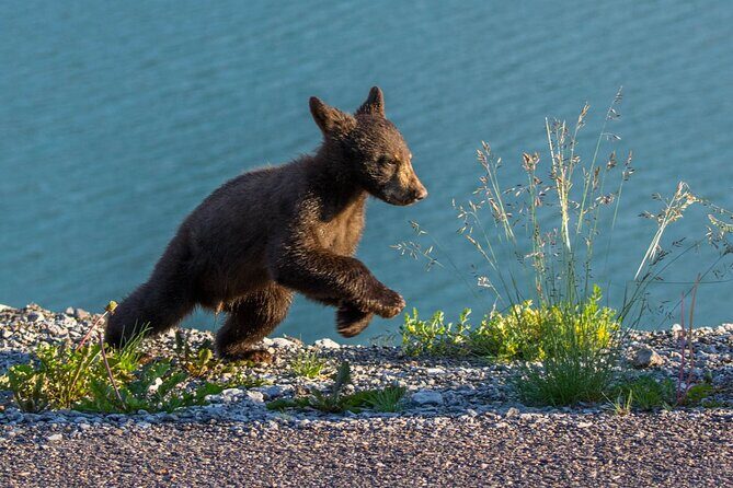 Morning Jasper National Park Wildlife Tour - Final Thoughts