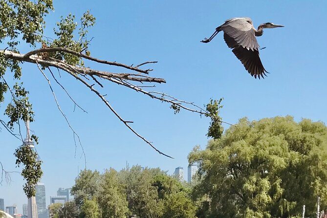 Morning Paddle on the Toronto Islands - FAQ