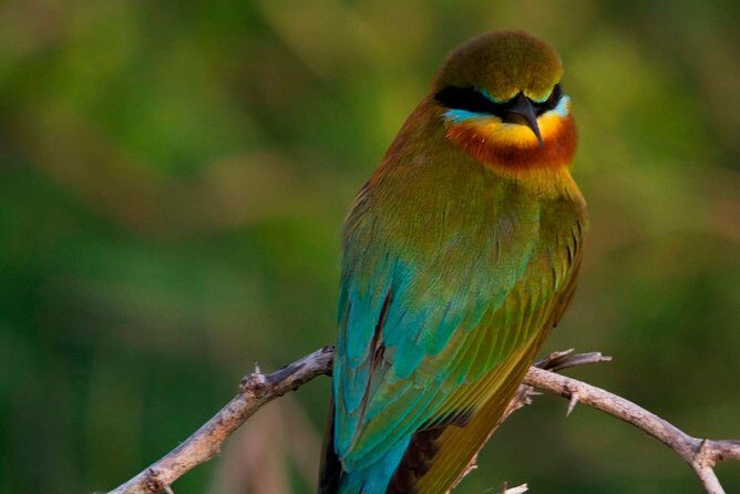 Morning Private Safari at Bundala Park by Yala La Safari Tours - Key Points