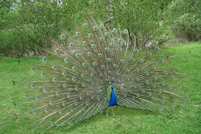 Morning Private Safari at Bundala Park by Yala La Safari Tours - FAQs