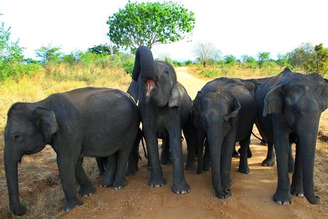 Morning Private Safari at Udawalawa National Park by La Safari inn Tours - The Experience: A Detailed Look at What to Expect