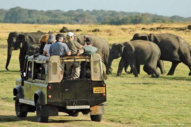 Morning Private Safari at Udawalawa National Park by Yala La Safari Tours - What the Experience Feels Like