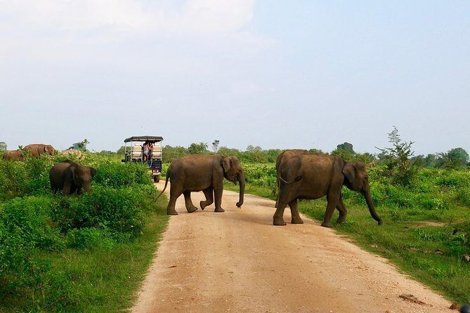 Morning Private Safari at Udawalawa National Park by Yala La Safari Tours - Authenticity and Tips for Travelers
