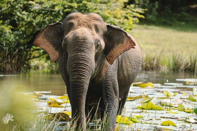 Morning Private Safari at Udawalawa National Park by Yala La Safari Tours - The Sum Up