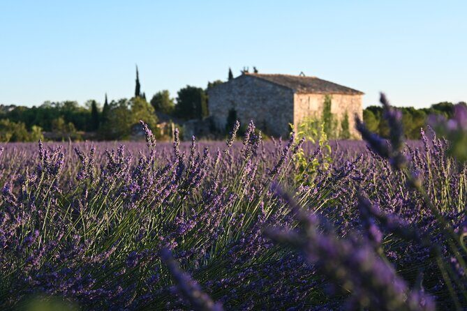 Morning Provençal Market & Food Discovery Tour - A Closer Look at the Market & Food Discovery Tour
