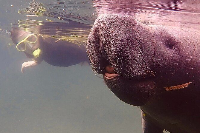 Morning Swim and Snorkel with Manatees-Guided Crystal River Tour - Final Thoughts