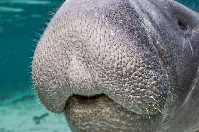Morning Swim and Snorkel with Manatees-Guided Crystal River Tour - FAQ