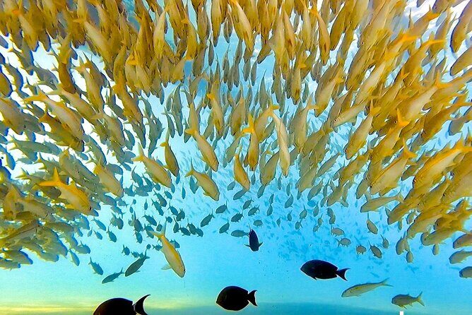 Morning Turtle Town Snorkel at Coral Gardens - Why Choose the Morning Turtle Town Snorkel?