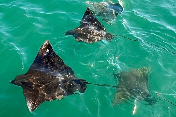 Morning Turtle Town Snorkel at Coral Gardens - The Value of This Tour