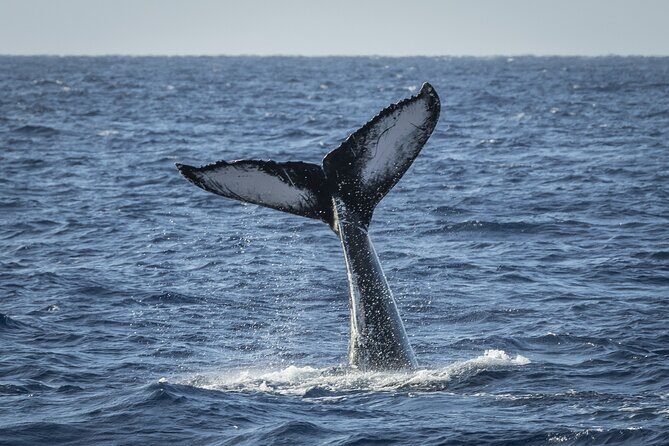 Morning Whale Watching Tour in Maui with Continental Breakfast - The Overall Experience: Who Will Love It?