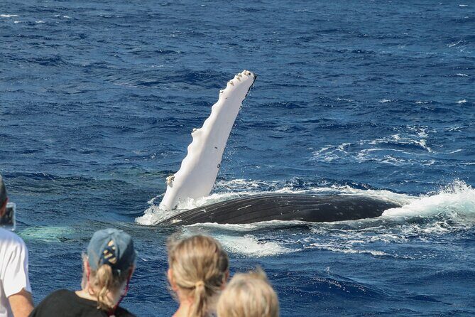 Morning Whale Watching Tour in Maui with Continental Breakfast - Who Is This Tour Best For?