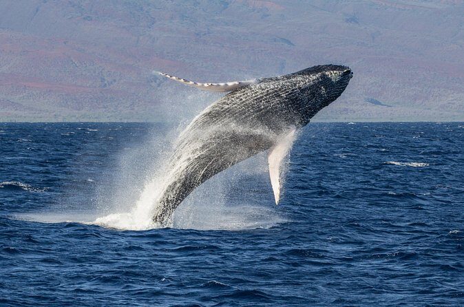 Morning Whale Watching Tour in Maui with Continental Breakfast - Frequently Asked Questions
