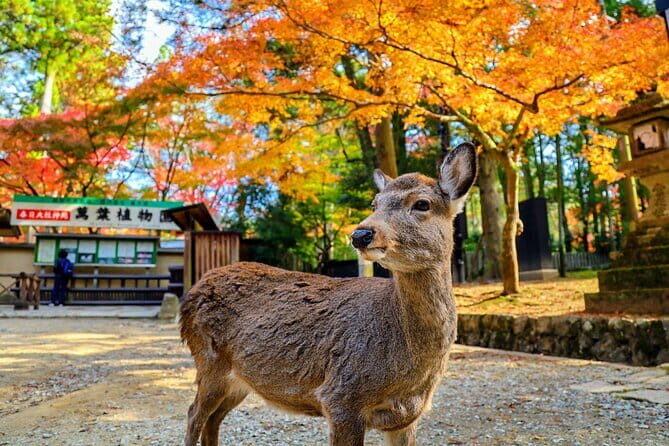Morning Wonder World Heritage Nara Guided Tour - Nara Park: Interacting with Friendly Deer