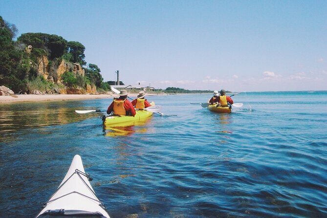 Mornington Peninsula Kayak Coastline Tour of Dolphin Sanctuary - Assessing the Value: Price and Experience