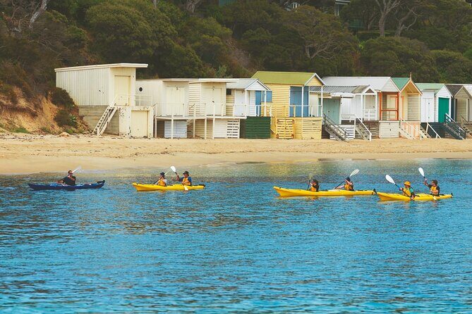 Mornington Peninsula Kayak Coastline Tour of Dolphin Sanctuary - Insights from the Reviews