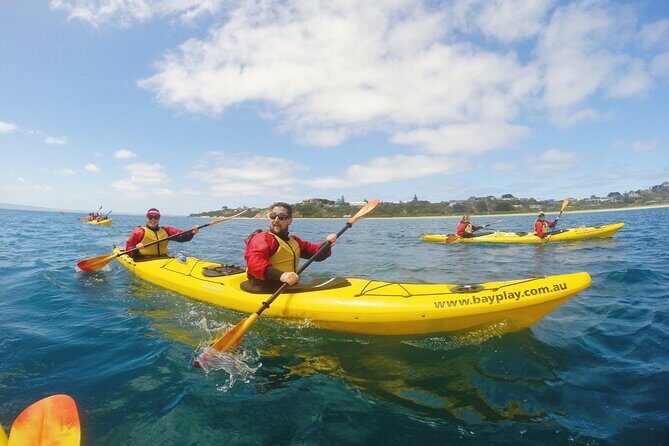 Mornington Peninsula Kayak Coastline Tour of Dolphin Sanctuary - The Sum Up: Who Should Consider This Tour?
