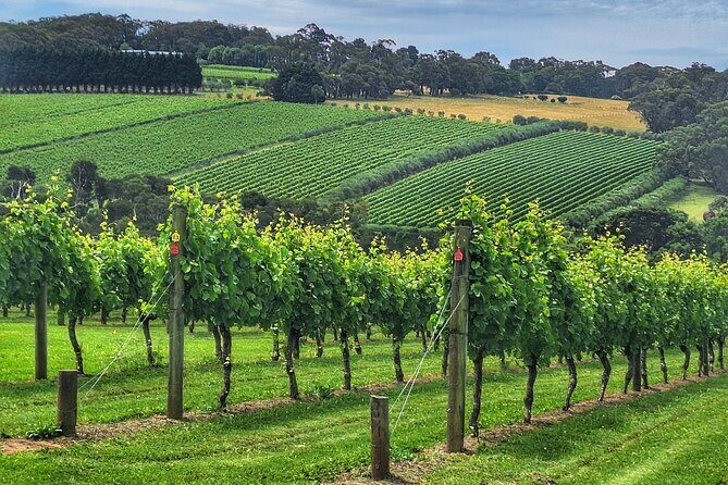 Mornington Peninsula Private Wine Tour. Your day. Your Way. - The Sum Up: Who Should Consider This Tour?