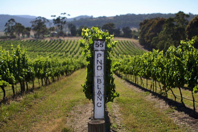 Mornington Peninsula Small Group Rare Hare or Merricks Wine Store - Deep Dive: Why This Tour Offers Great Value