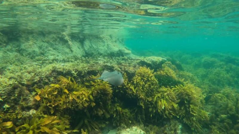 Mornington Peninsula: SUP & Snorkel Safari Tour incl Brunch - Who Should Consider This Tour?