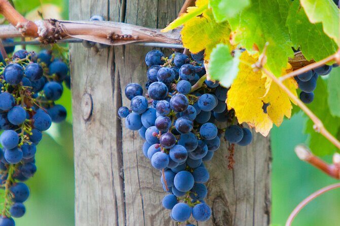 Mornington Peninsula Winery Bus Tour including lunch with a glass of wine - The Value of the Experience