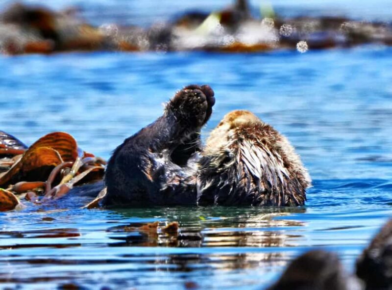 Morro Bay: Whale Watching Adventure - A Closer Look at the Morro Bay Whale Watching Tour