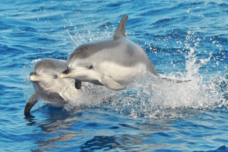 Morro Jable: Dolphin & Whale Watching Cruise, Drinks & Swim - An Honest Deep Dive into the Experience