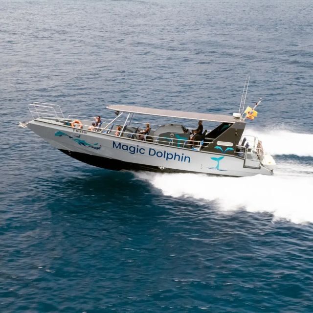 Morro Jable: Dolphin & Whale Watching Cruise, Drinks & Swim - Final Thoughts: Is It Worth It?