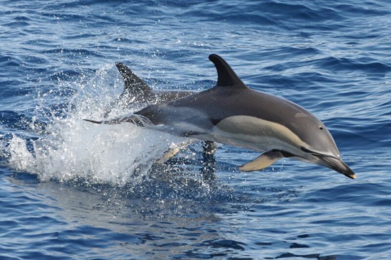 Morro Jable: Dolphin & Whale Watching Cruise, Drinks & Swim - FAQ: Your Practical Questions Answered
