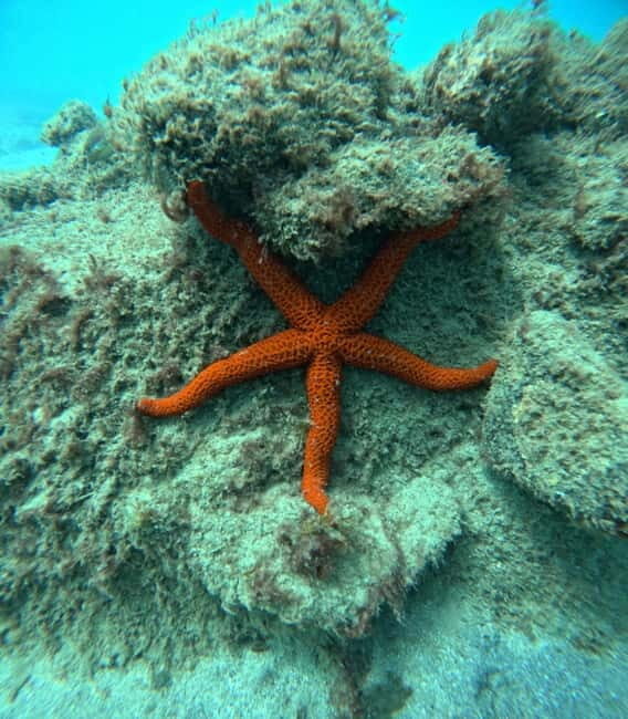 Morro Jable: Snorkeling Adventure - Key Points