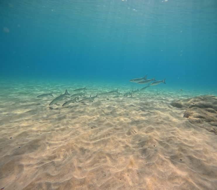 Morro Jable: Try Diving Experience for Beginners - Why Choose the Morro Jable Try Diving Experience?