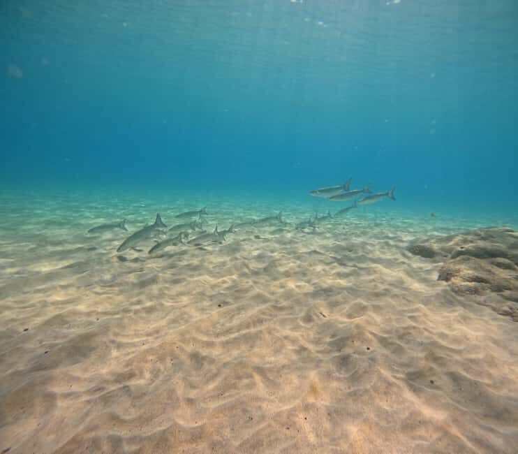 Morro Jable: Try Out Diving, No Prior Experience Needed! - An Overview of the Morro Jable Diving Experience