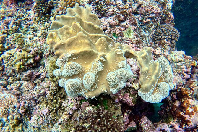 Moso Blue Cave Day Tour - The Authentic Experience: Why It Matters