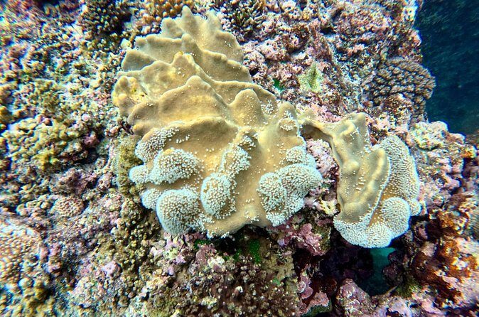 Moso Blue Cave Day Tour - FAQs