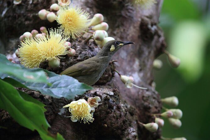 Mossman Gorge Daintree Experience Small Groups - Key Points