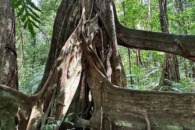 Mossman Gorge Daintree Experience Small Groups - Authentic Experiences and Outstanding Guides