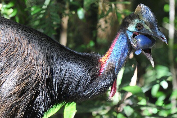 Mossman Gorge Daintree Experience Small Groups - Final Thoughts: Is This Tour Right for You?