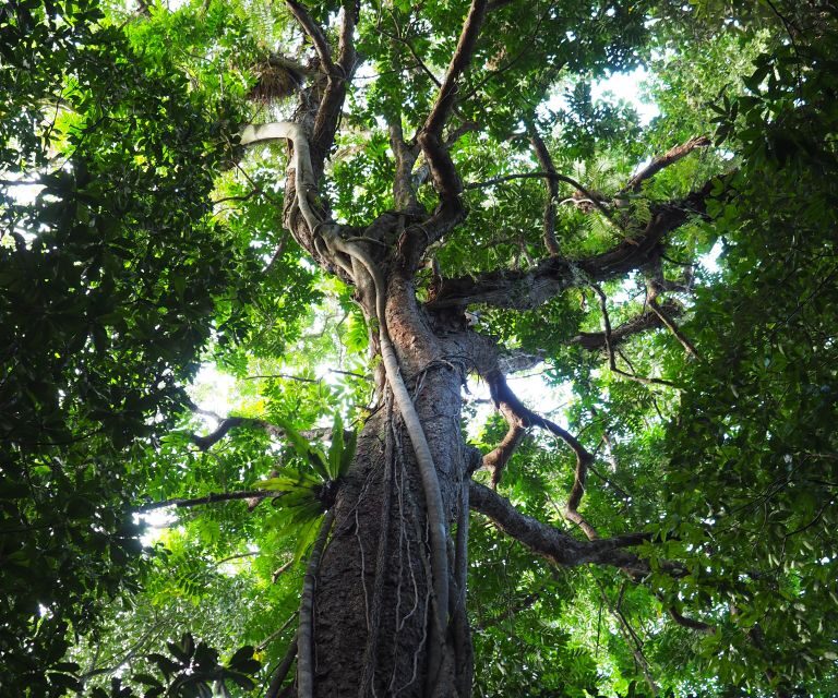Mossman Gorge: Day Tour with River Drift Experience - Final Thoughts