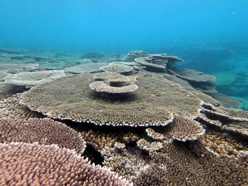 Motobu: Kayak and Snorkel Private Booking - What Is the Experience Like?