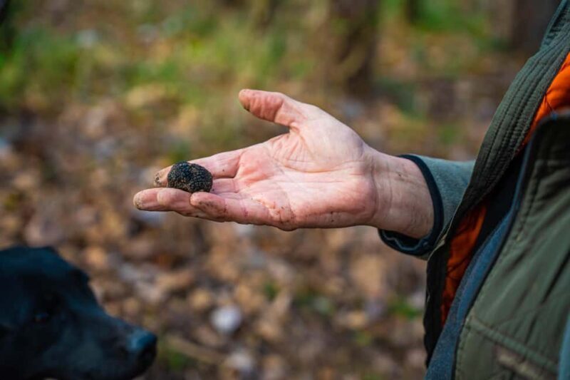 Motovun: Truffle Hunt & 3-Course Brunch with Locals - Key Points