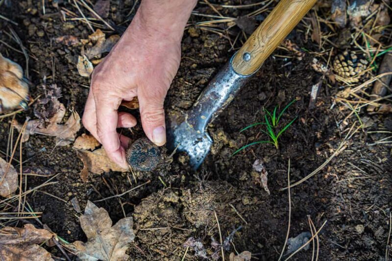 Motovun: Truffle Hunt & 3-Course Brunch with Locals - What’s Included in the Tour?