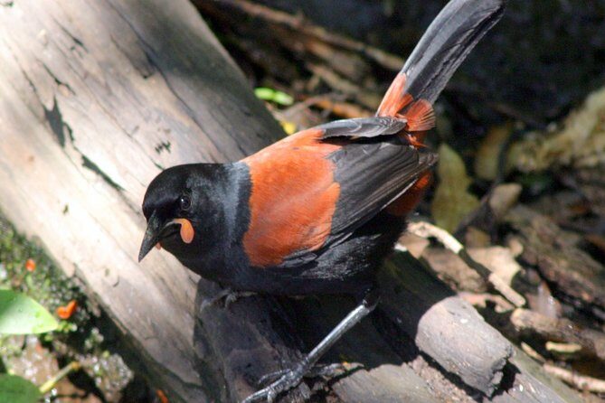 Motuara Wildlife Sanctuary Tour and Dolphin Cruise from Picton - Introduction
