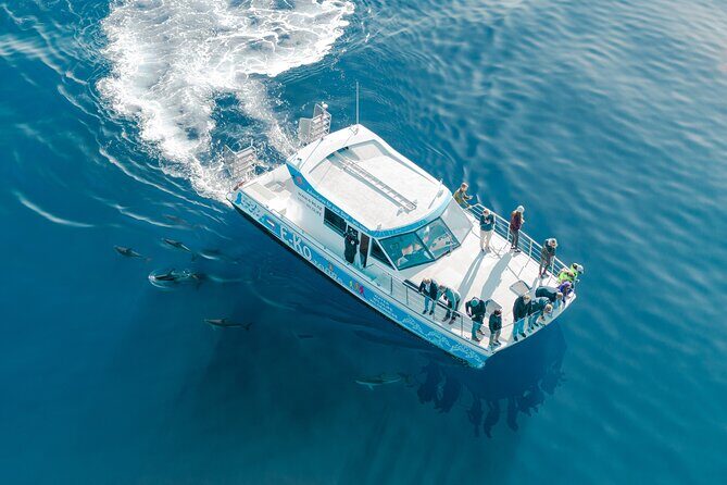 Motuara Wildlife Sanctuary Tour and Dolphin Cruise from Picton - An In-Depth Look at the Tour Experience