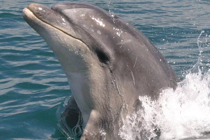 Motuara Wildlife Sanctuary Tour and Dolphin Cruise from Picton - Practical Details and Tips