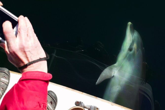 Motuara Wildlife Sanctuary Tour and Dolphin Cruise from Picton - Authentic Reviews & Insights